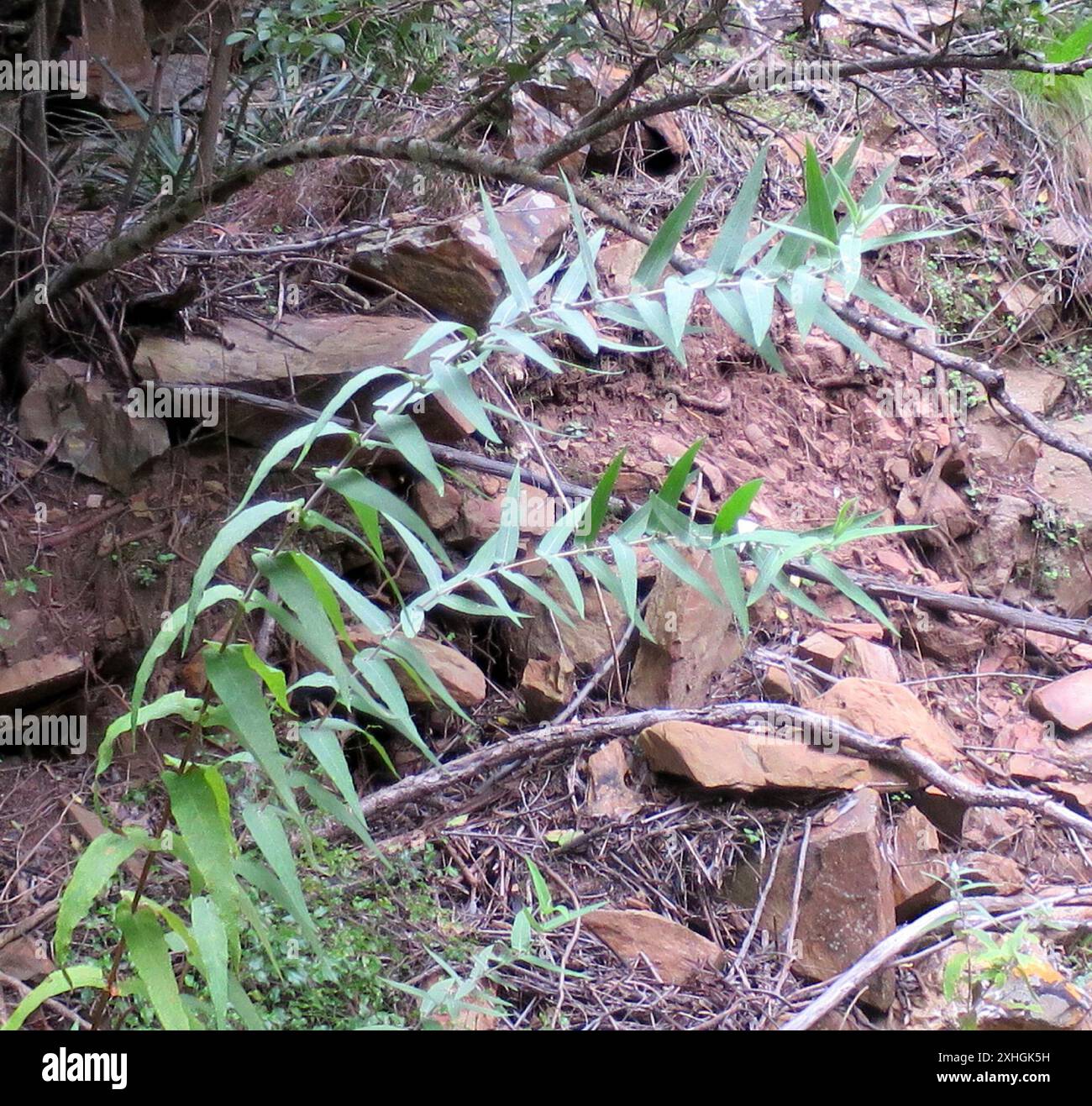 Sagewood (Buddleja salviifolia Stock Photo - Alamy