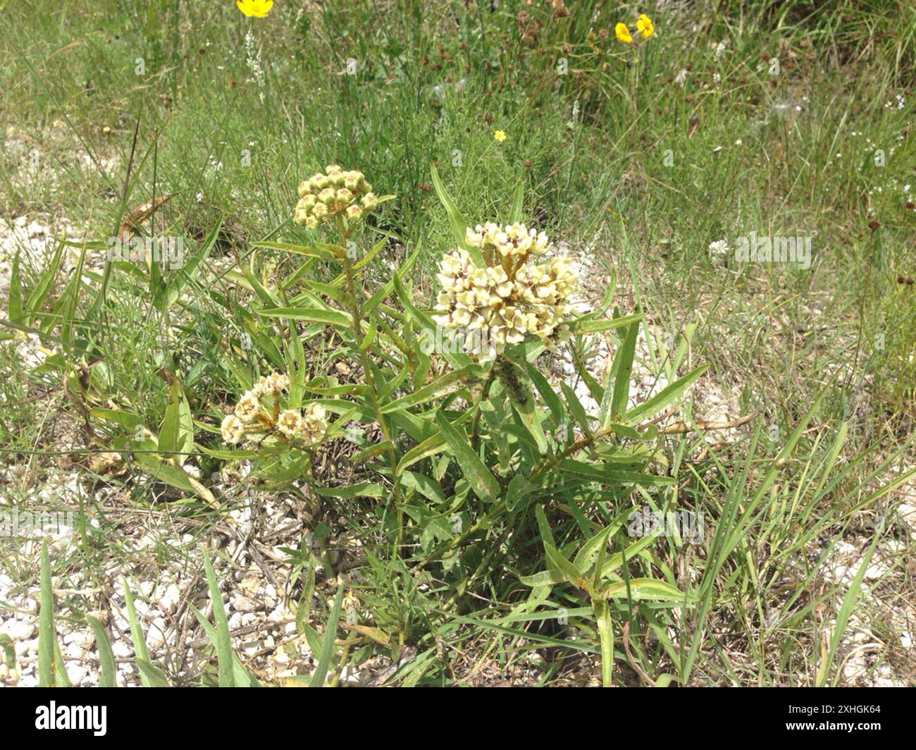 Spider Milkweed, Asclepias Asperula – YLEAV