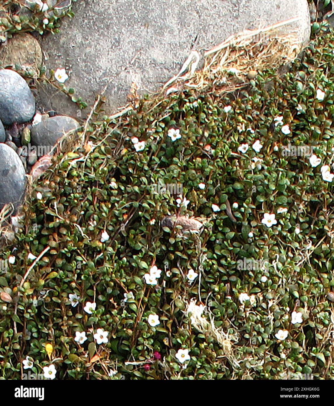 Sea Primrose (Samolus repens Stock Photo - Alamy