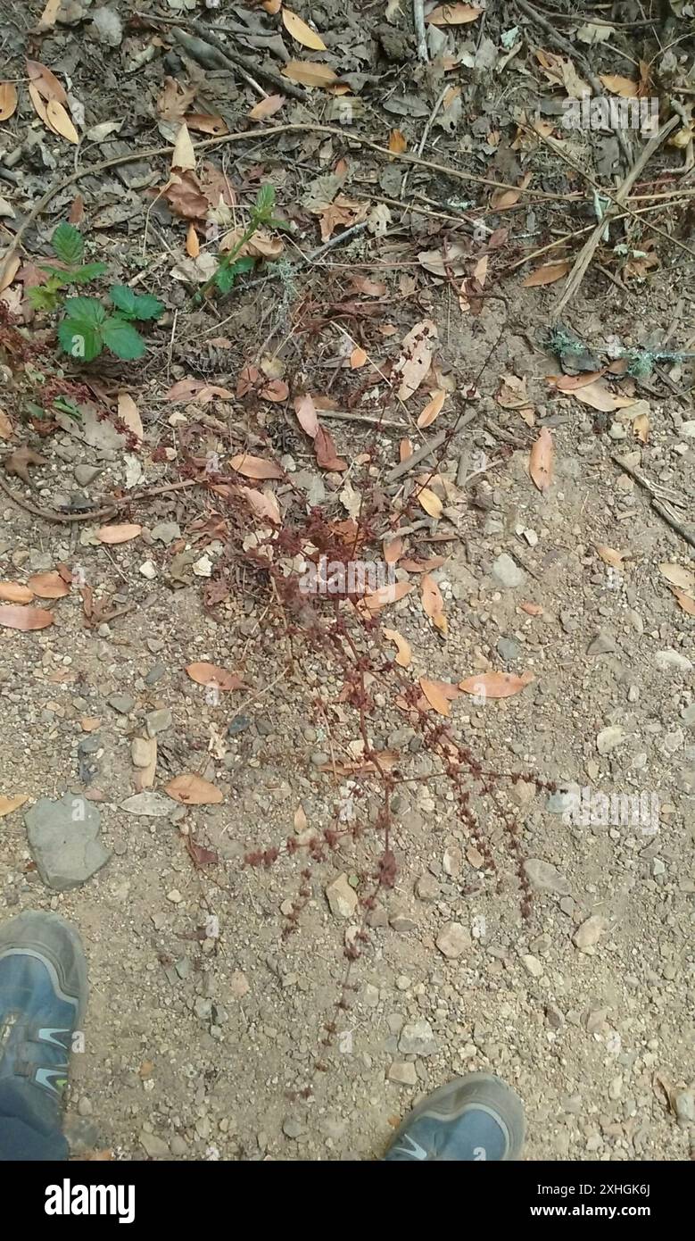 fiddle dock (Rumex pulcher Stock Photo - Alamy