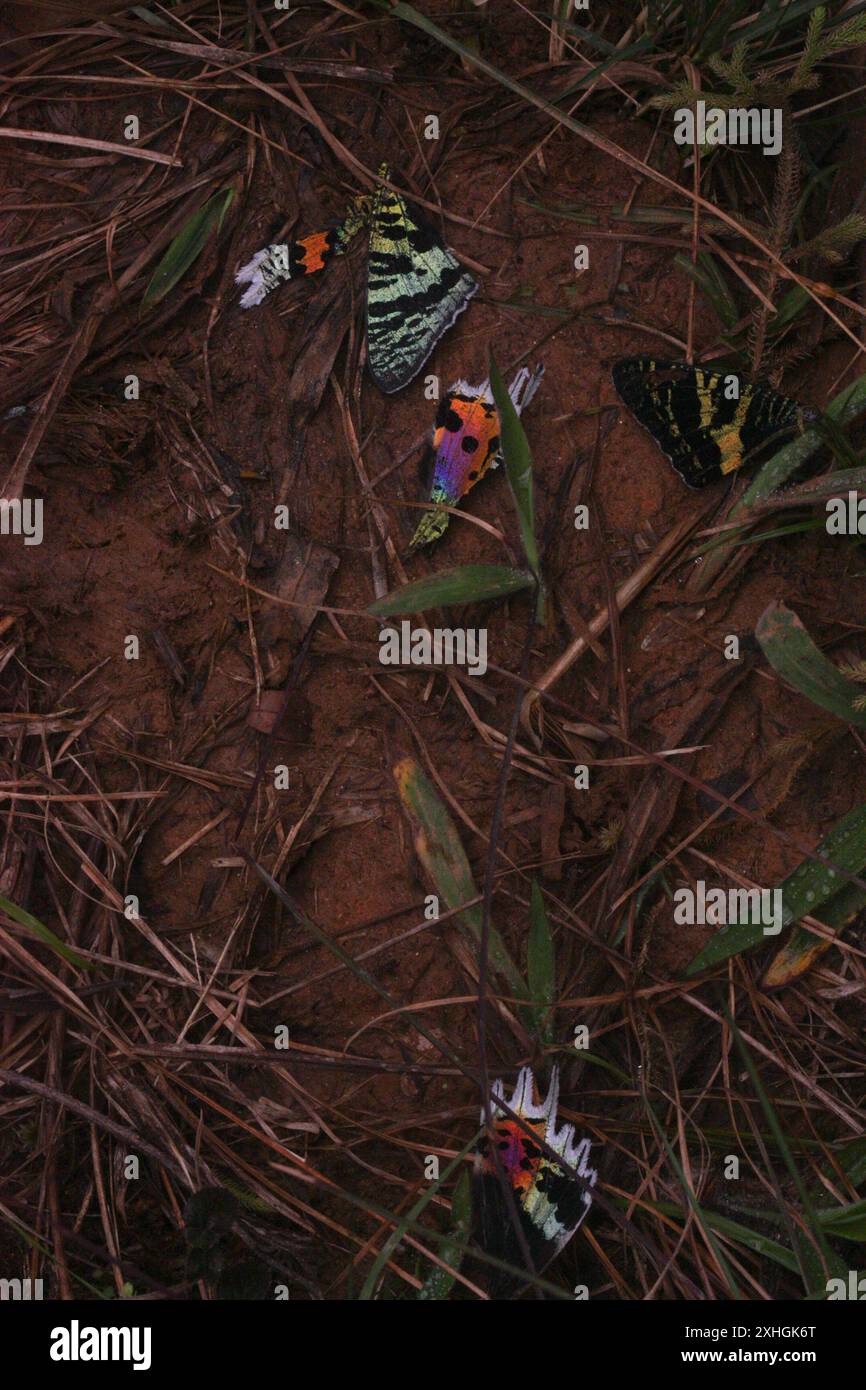 The madagascan sunset moth hi-res stock photography and images - Alamy