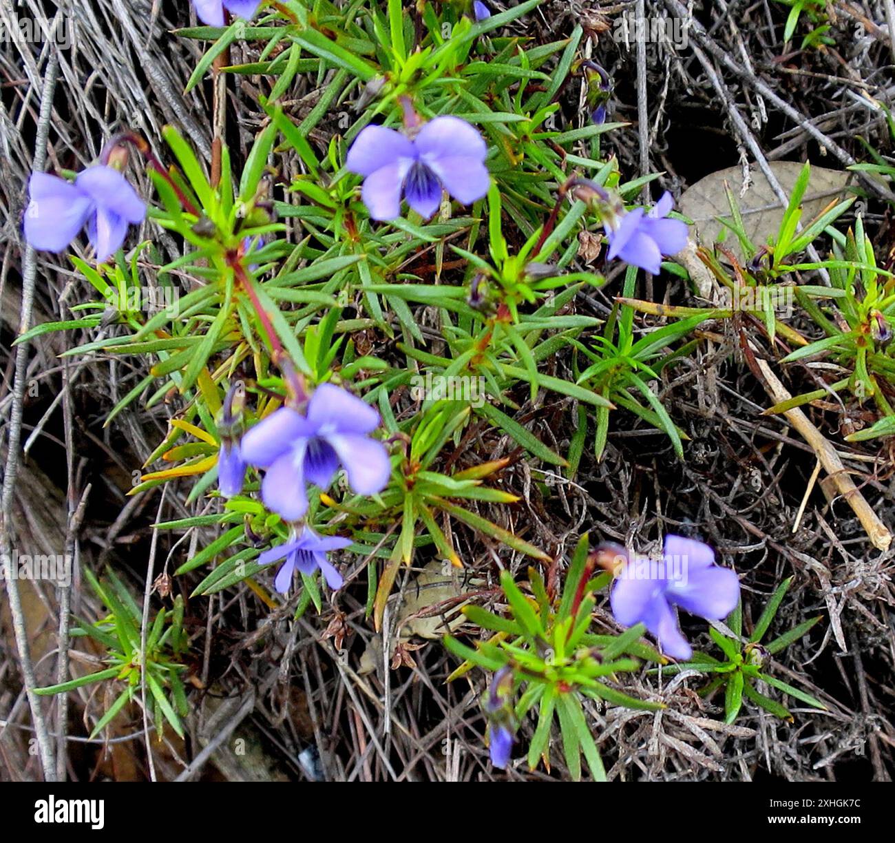 common Cape violet (Viola decumbens decumbens Stock Photo - Alamy