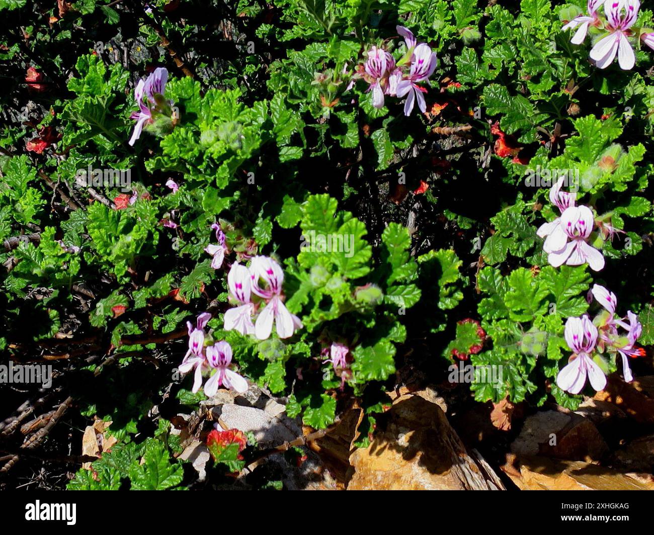 Oak leaved geranium hi-res stock photography and images - Alamy