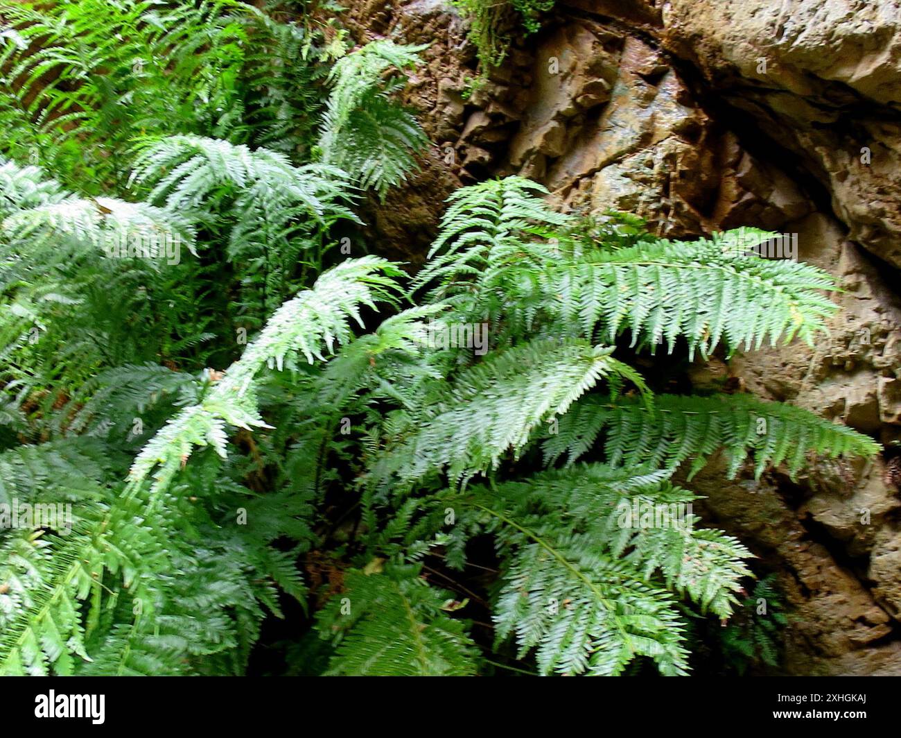 king fern (Todea barbara Stock Photo - Alamy