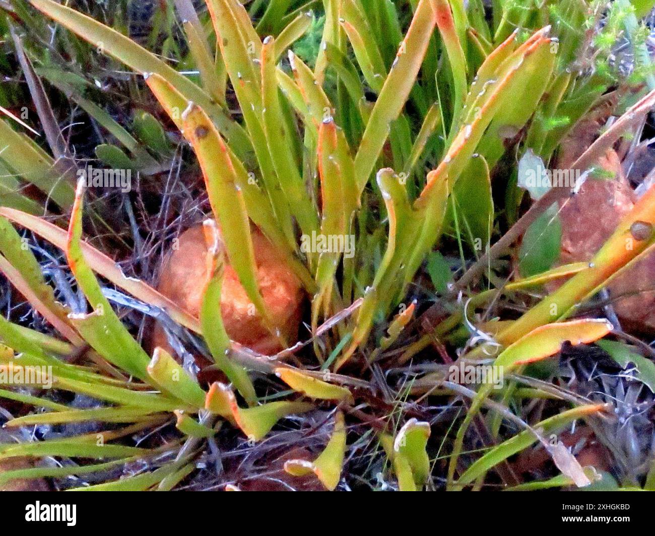 Sandpaperleaf Sugarbush (Protea scabra Stock Photo - Alamy