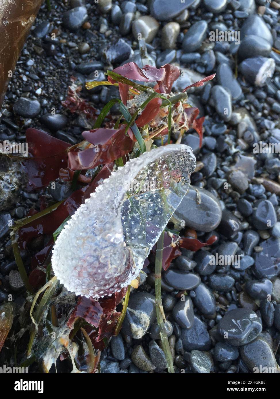 Spectacular Corolla (Corolla spectabilis Stock Photo - Alamy