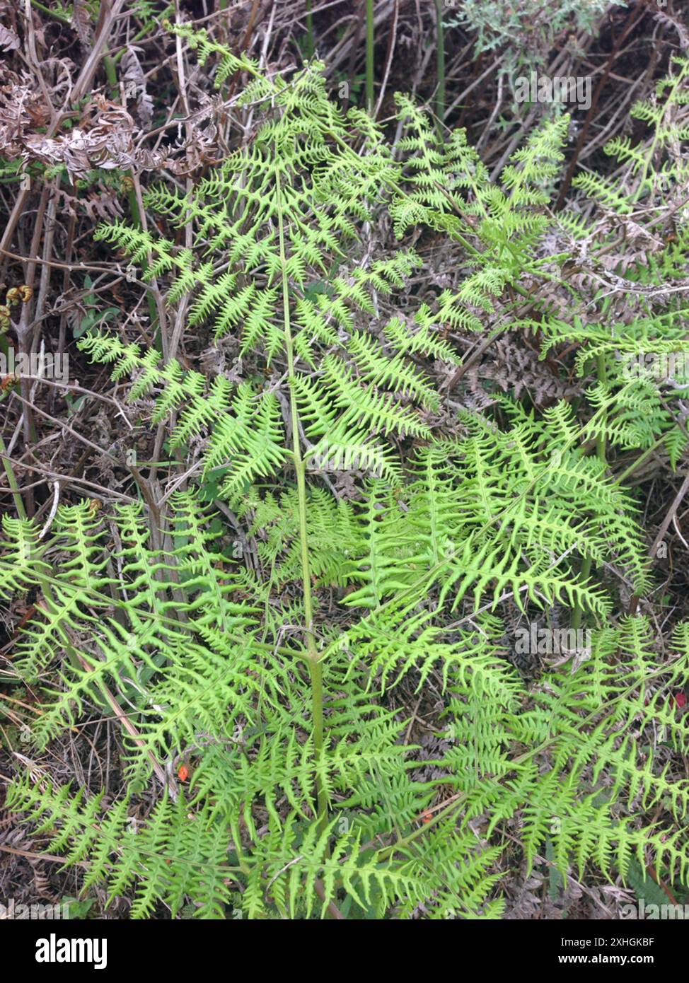 common bracken (Pteridium aquilinum Stock Photo - Alamy