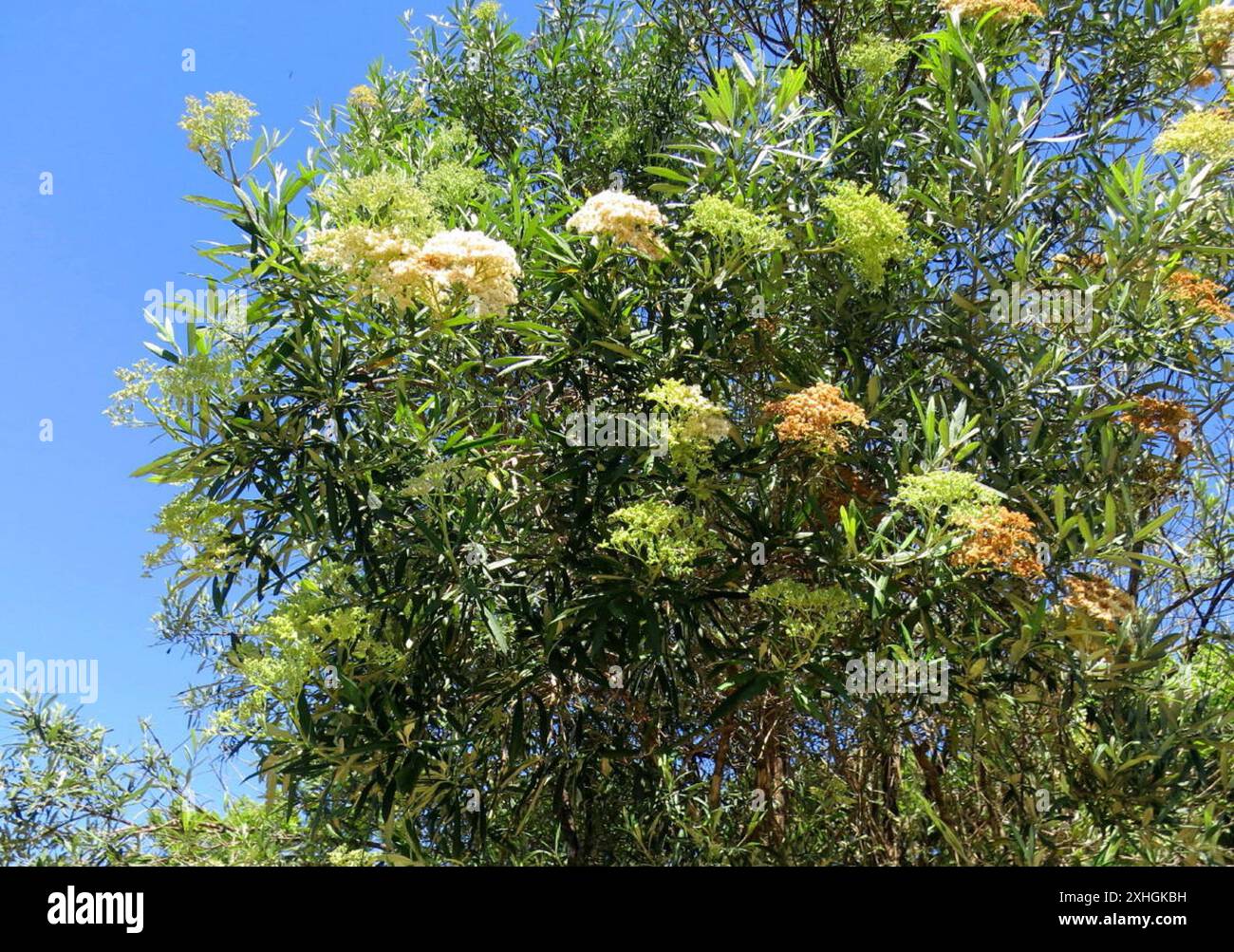 False Olive (Buddleja saligna Stock Photo - Alamy