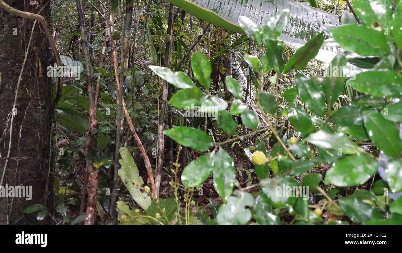 soapberry family (Sapindaceae Stock Photo - Alamy