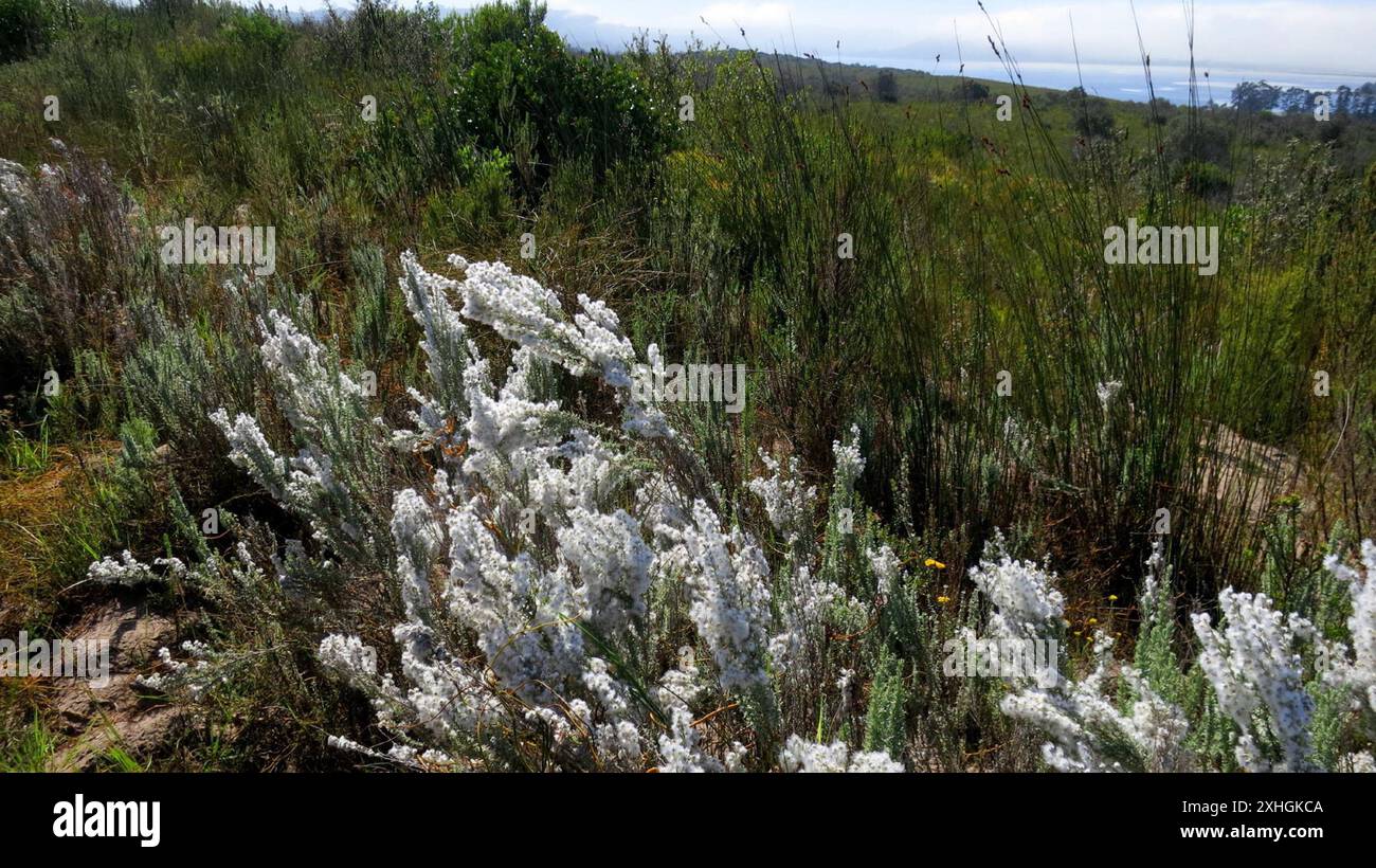 (Eriocephalus racemosus racemosus Stock Photo - Alamy