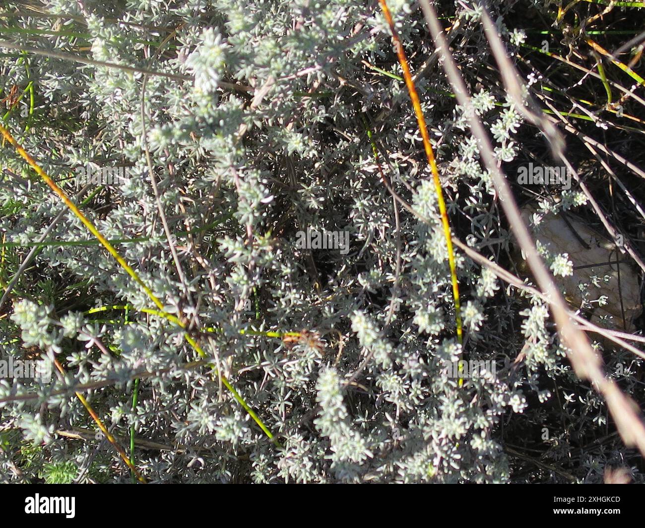 Fingerleaf hi-res stock photography and images - Alamy