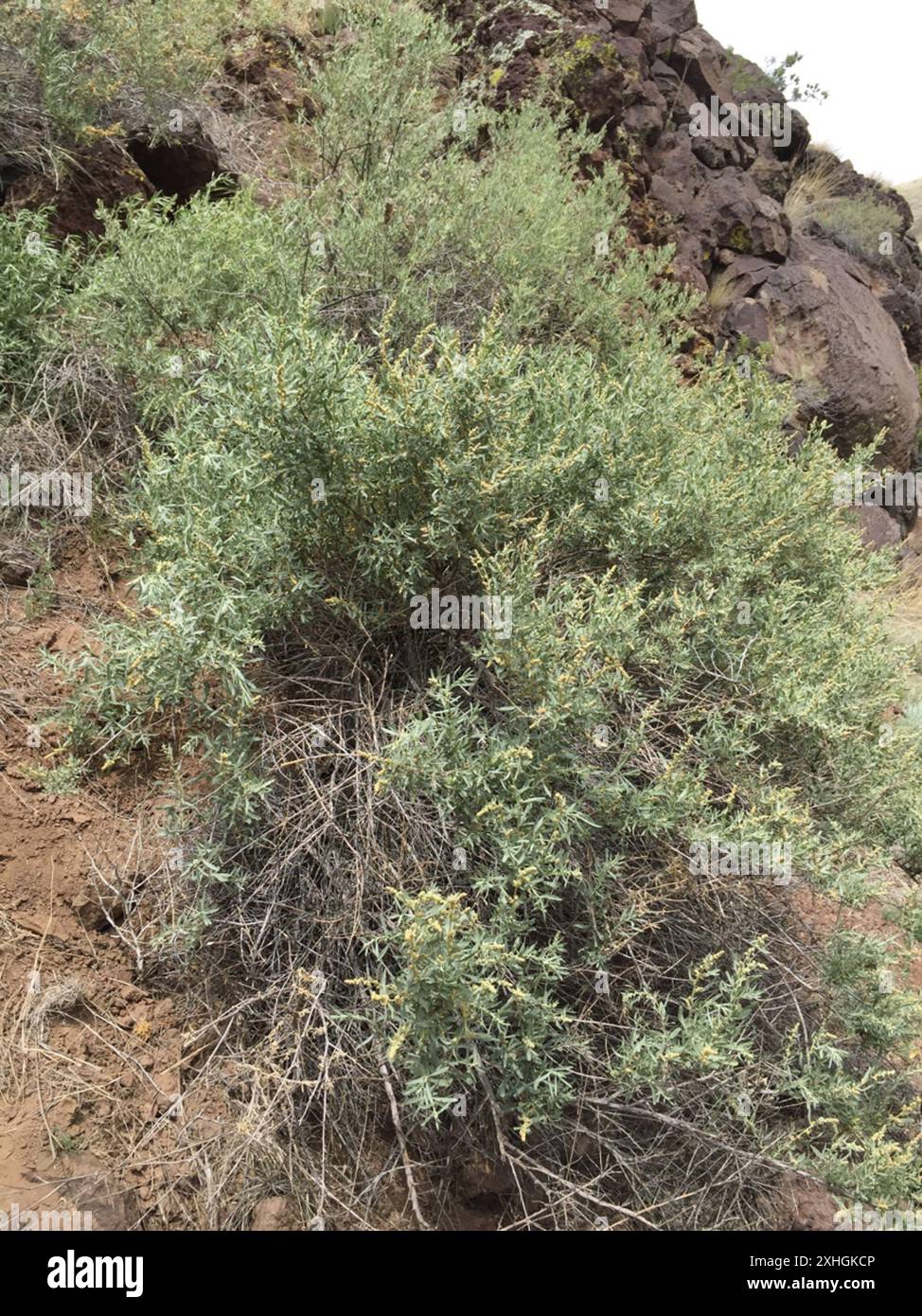 Fourwing Saltbush (Atriplex canescens Stock Photo - Alamy