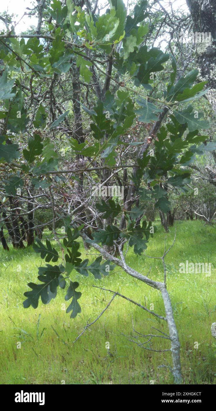 valley oak (Quercus lobata Stock Photo - Alamy