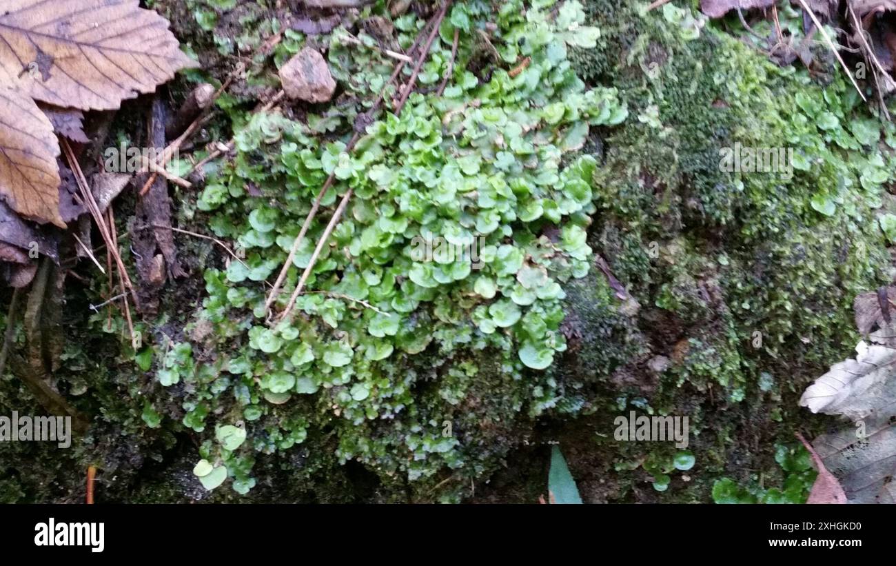 Crescent-cup liverwort (Lunularia cruciata Stock Photo - Alamy