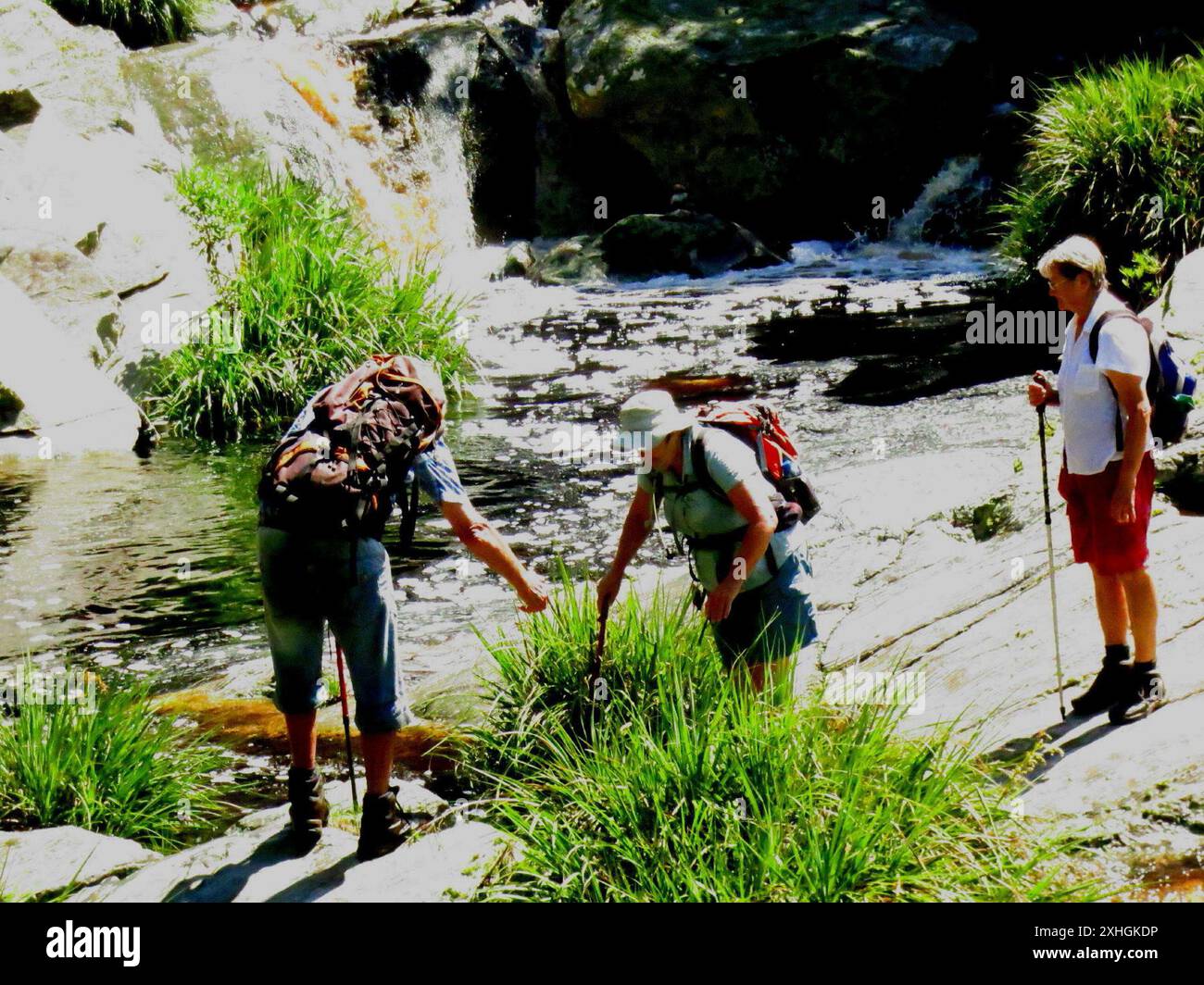 Palmiet hi-res stock photography and images - Alamy