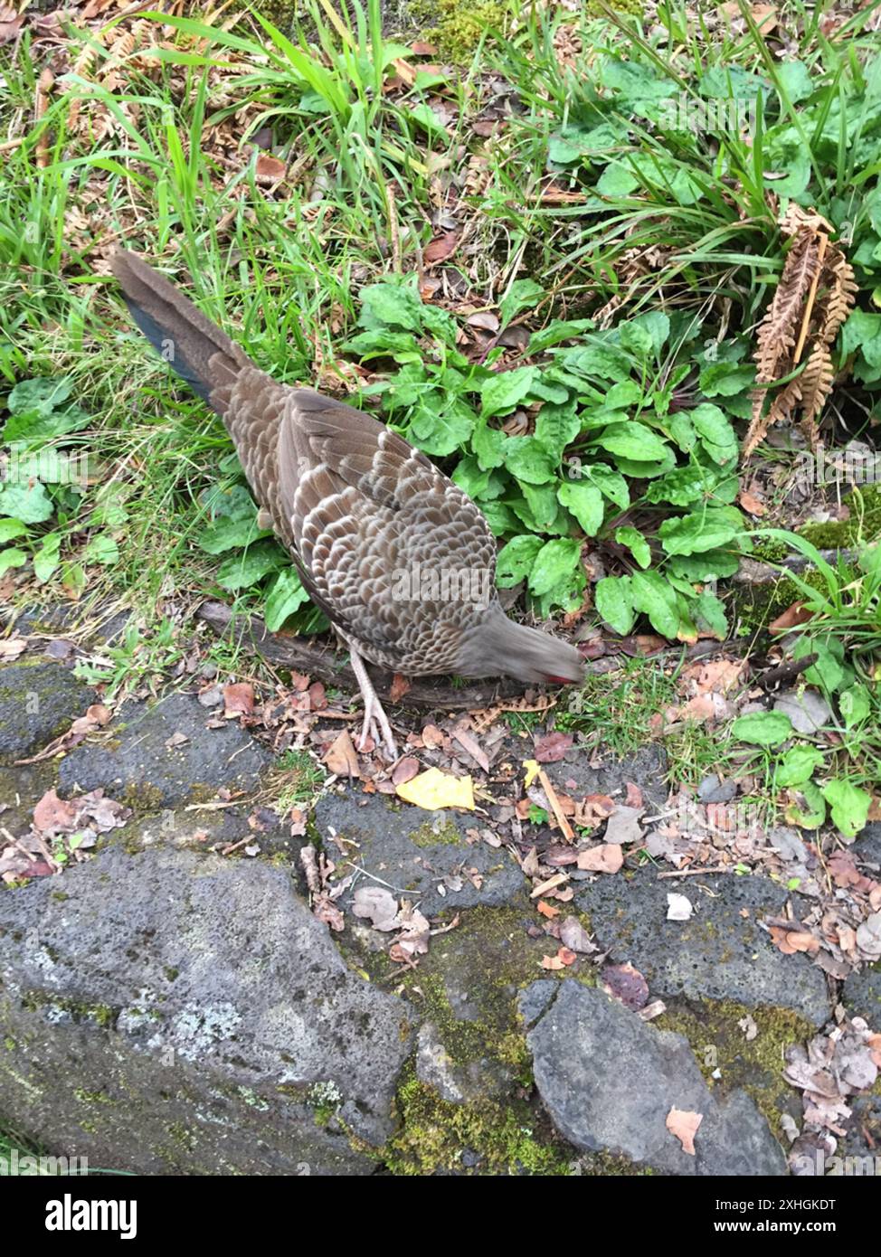 Kalij Pheasant (Lophura leucomelanos Stock Photo - Alamy