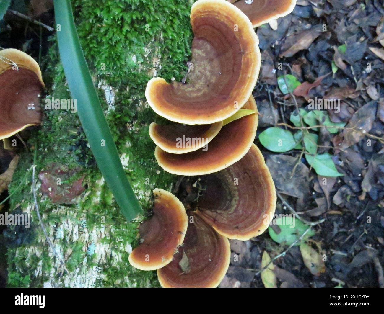 False Turkey-Tail (Stereum ostrea Stock Photo - Alamy