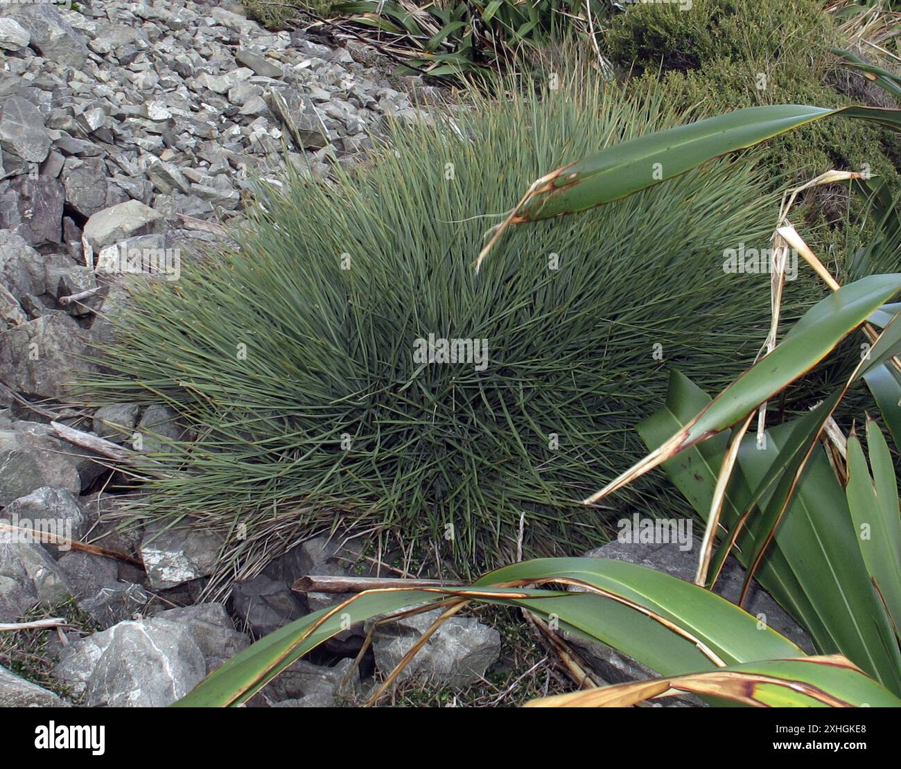 Aciphylla speargrass aciphylla speargrass hi-res stock photography and ...