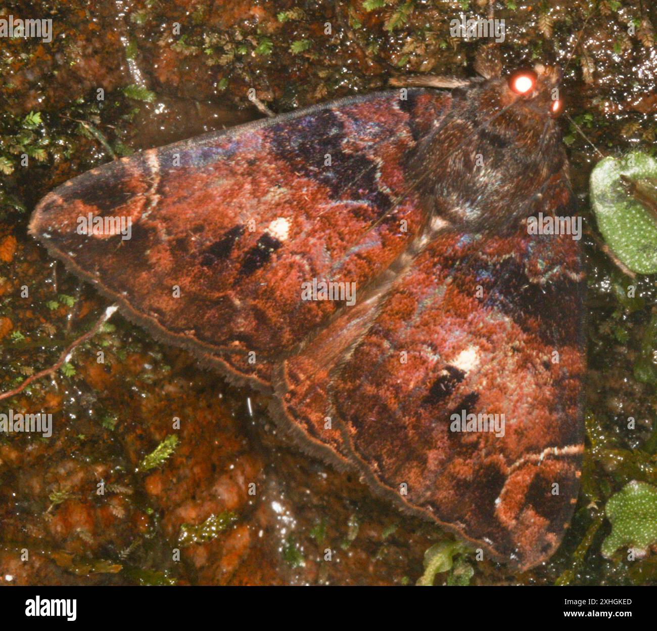 Butterflies and Moths (Lepidoptera Stock Photo - Alamy