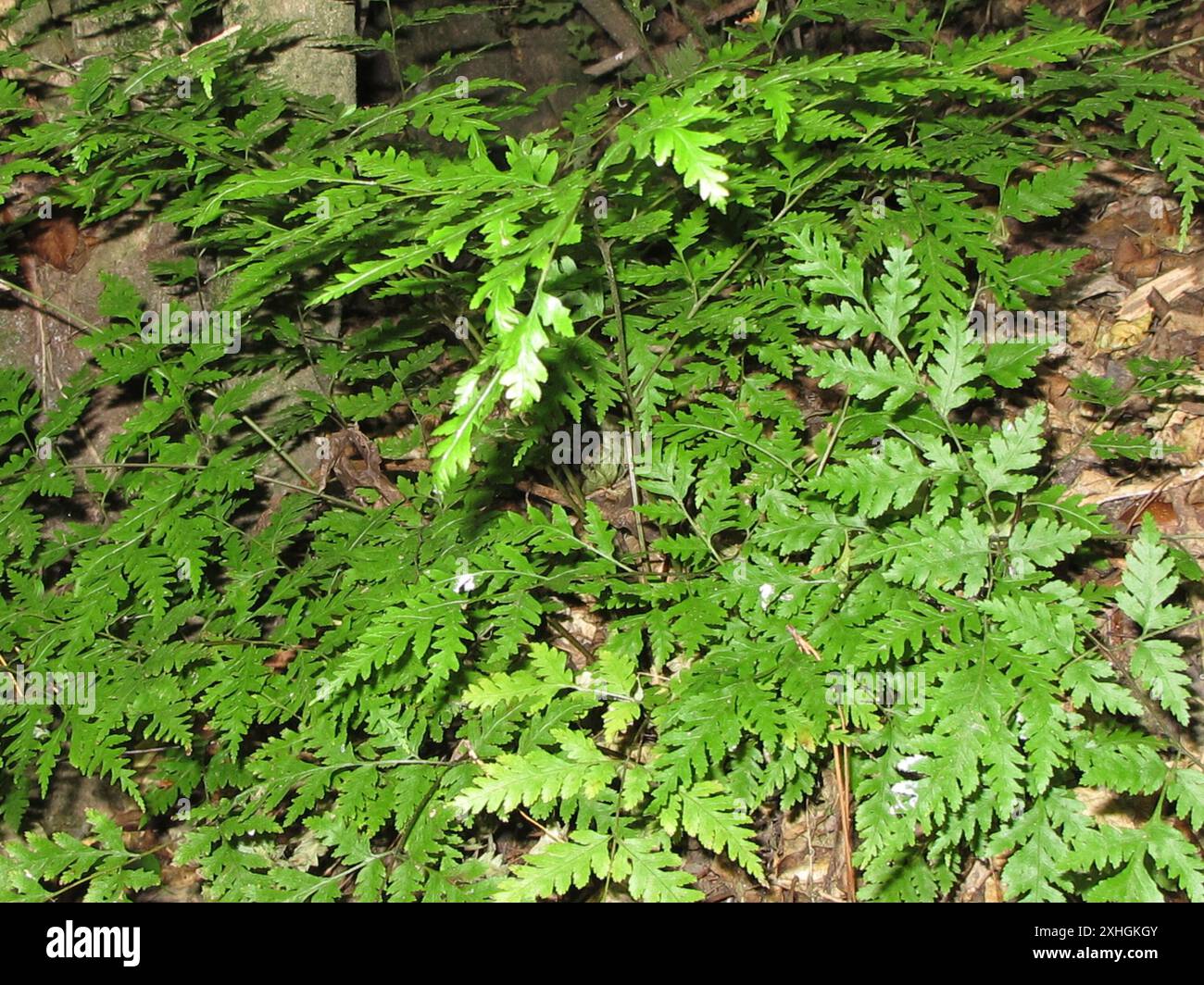 Sweet Fern (Pteris macilenta Stock Photo - Alamy