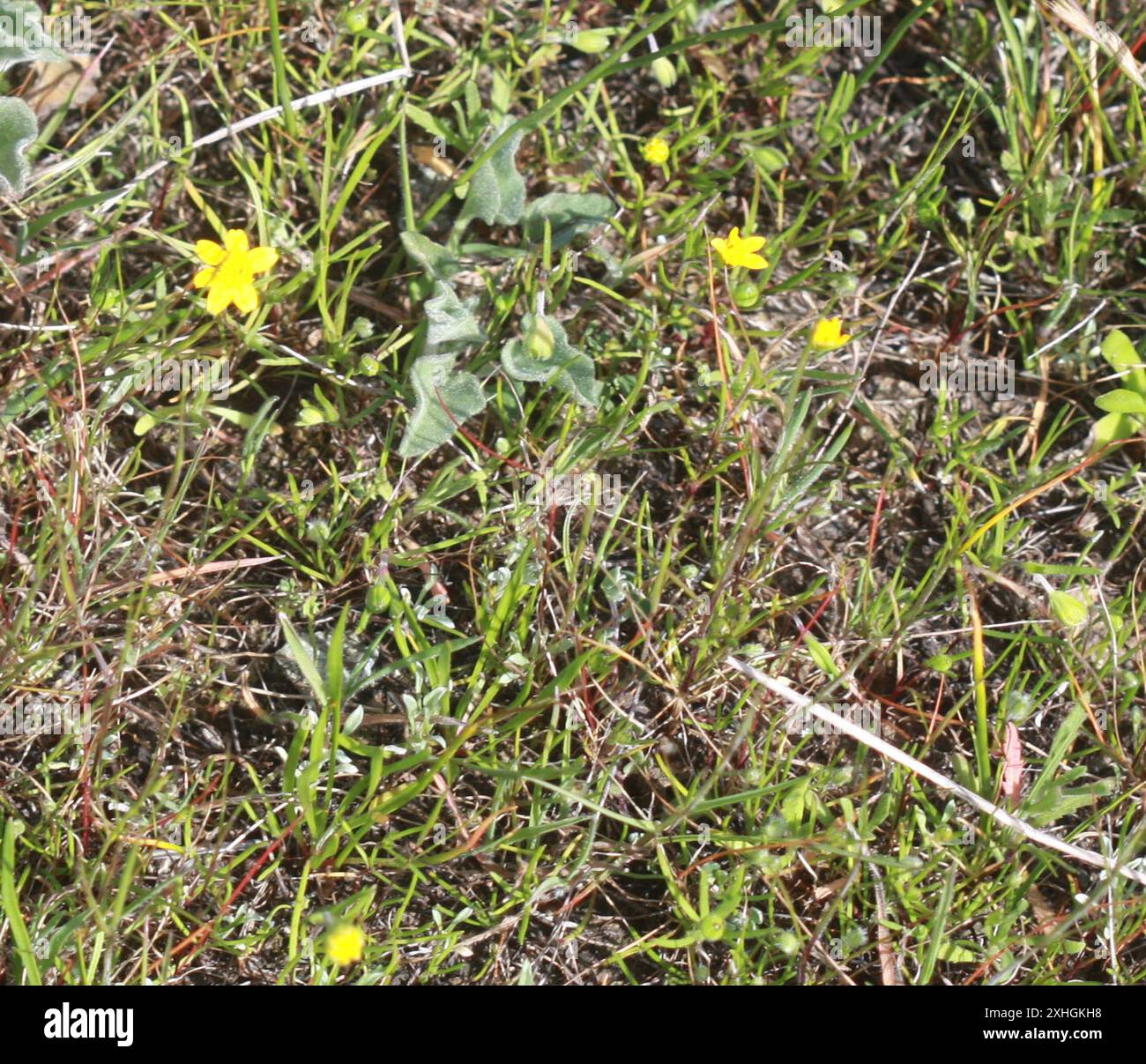 California goldfields (Lasthenia californica Stock Photo - Alamy