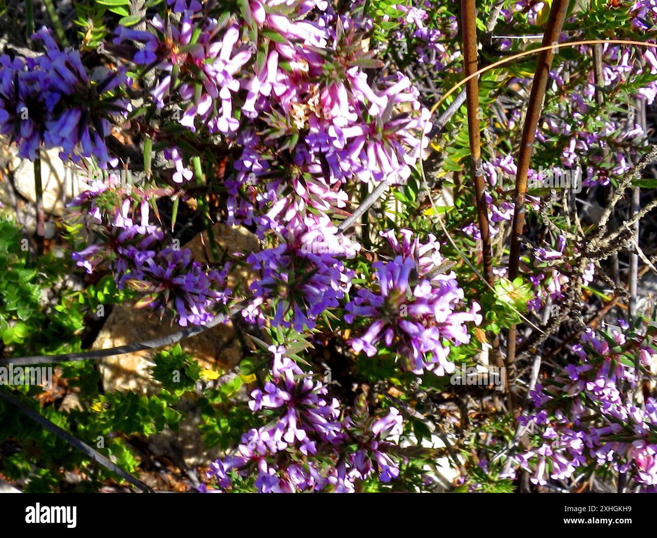 Juniper Purplegorse (Muraltia juniperifolia Stock Photo - Alamy