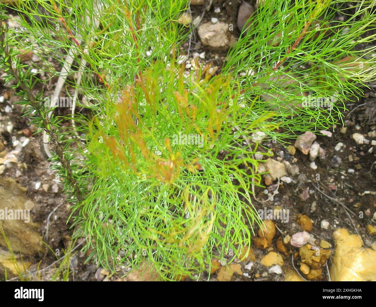 Common Pin Spiderhead (Serruria fasciflora Stock Photo - Alamy