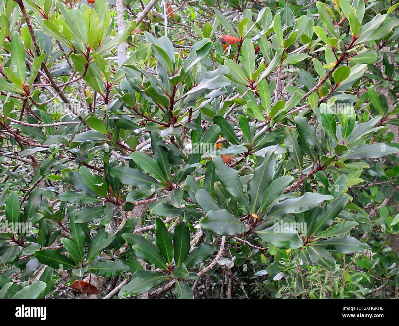 Cape beech (Rapanea melanophloeos Stock Photo - Alamy