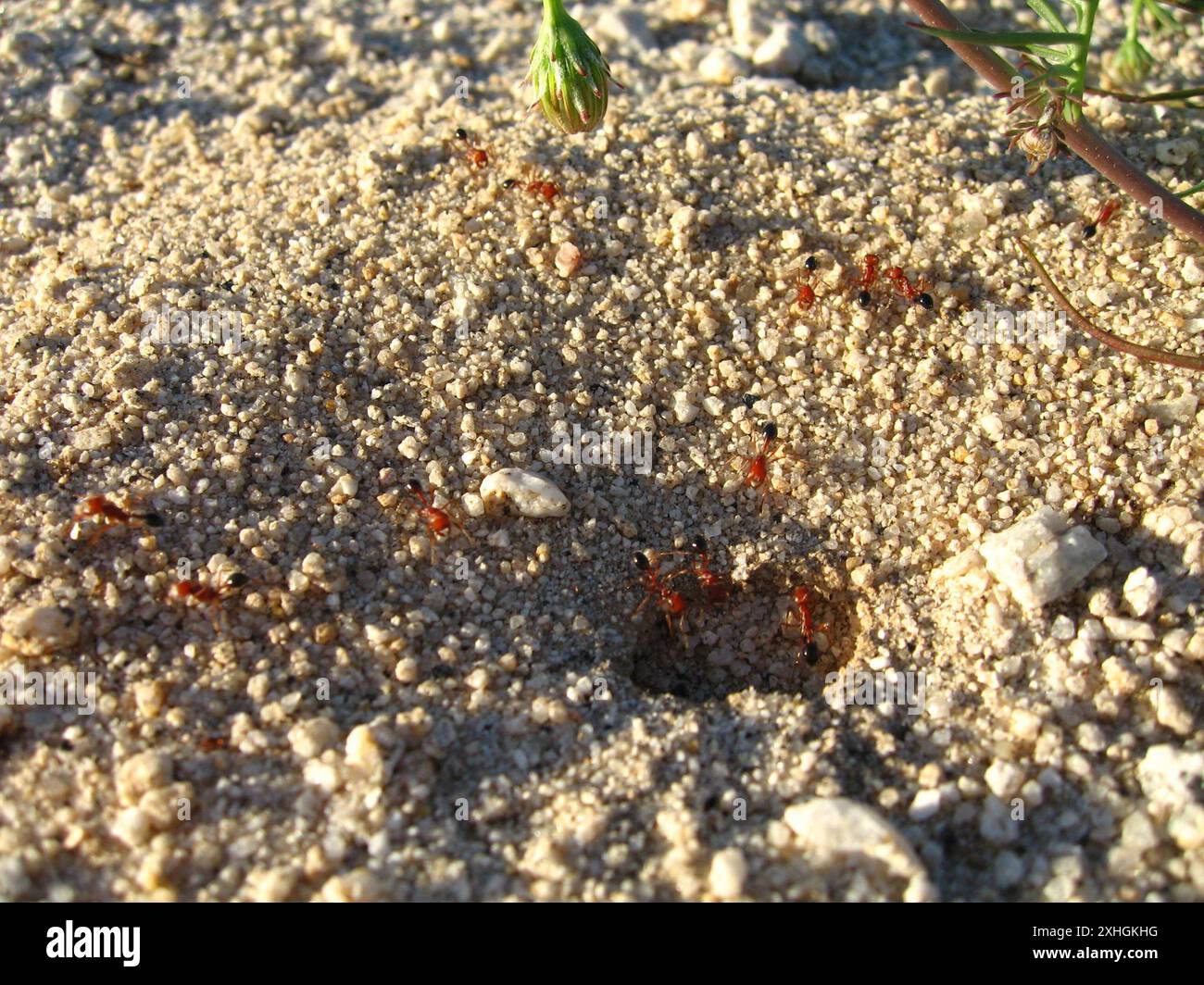 California Harvester Ant (Pogonomyrmex californicus Stock Photo - Alamy