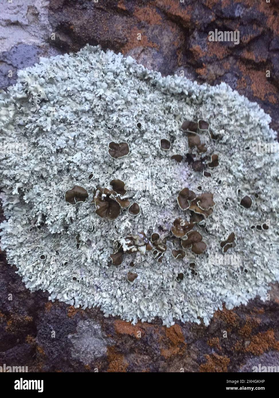 rock shield lichens (Xanthoparmelia Stock Photo - Alamy