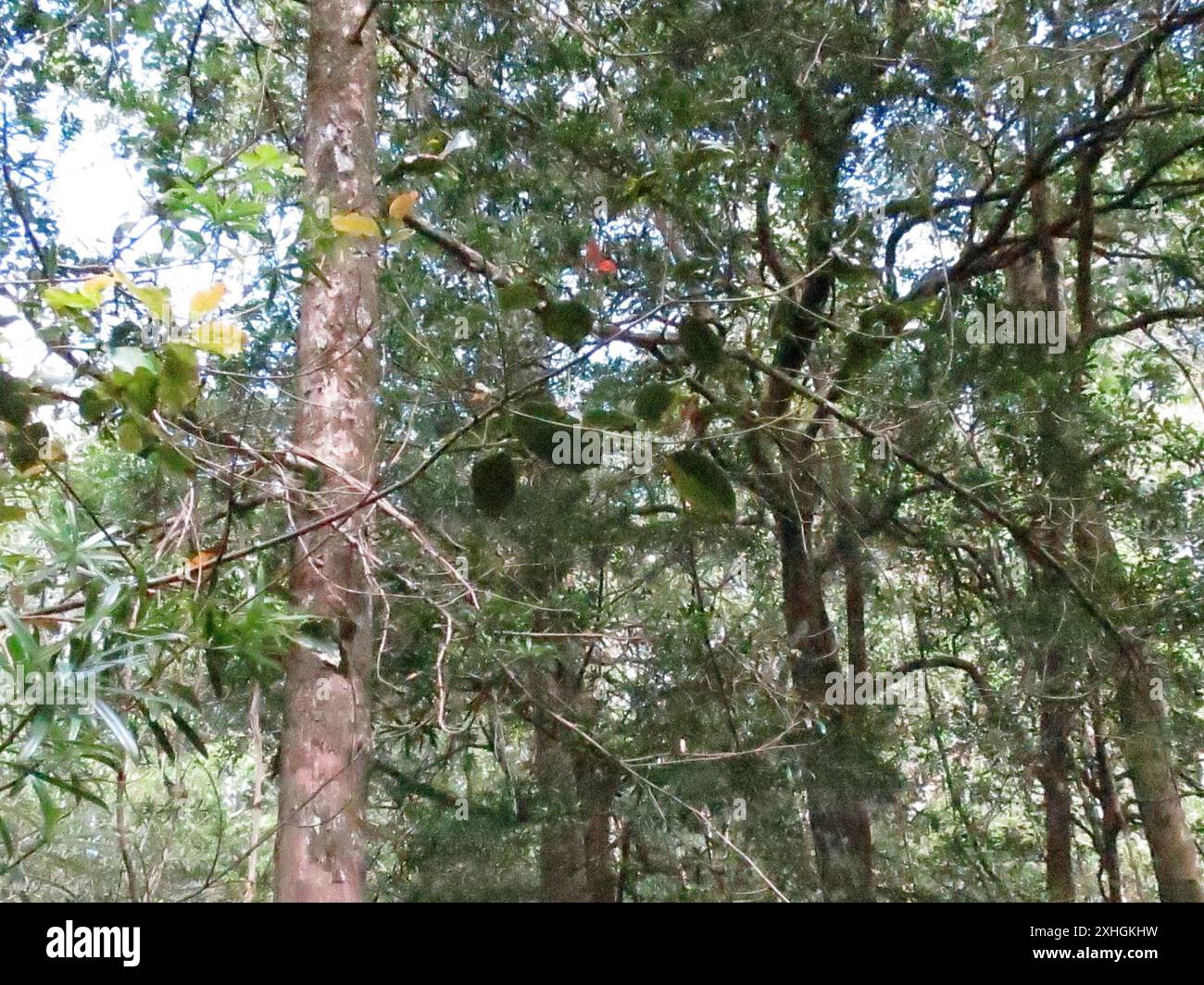 Stinkwood (Ocotea bullata Stock Photo - Alamy