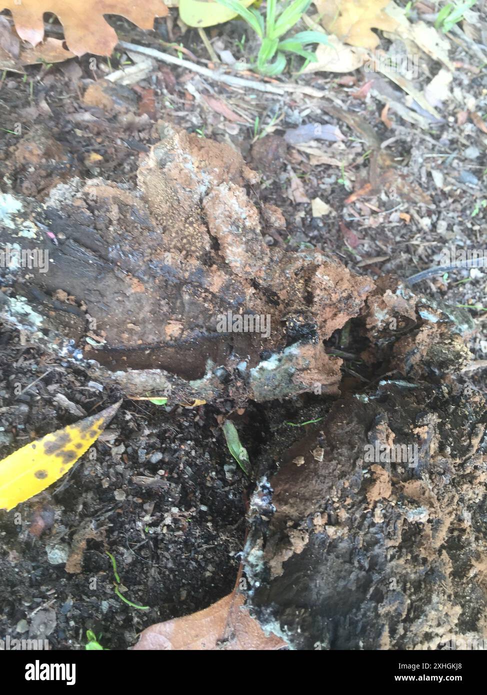 Dyeball (Pisolithus arhizus Stock Photo - Alamy