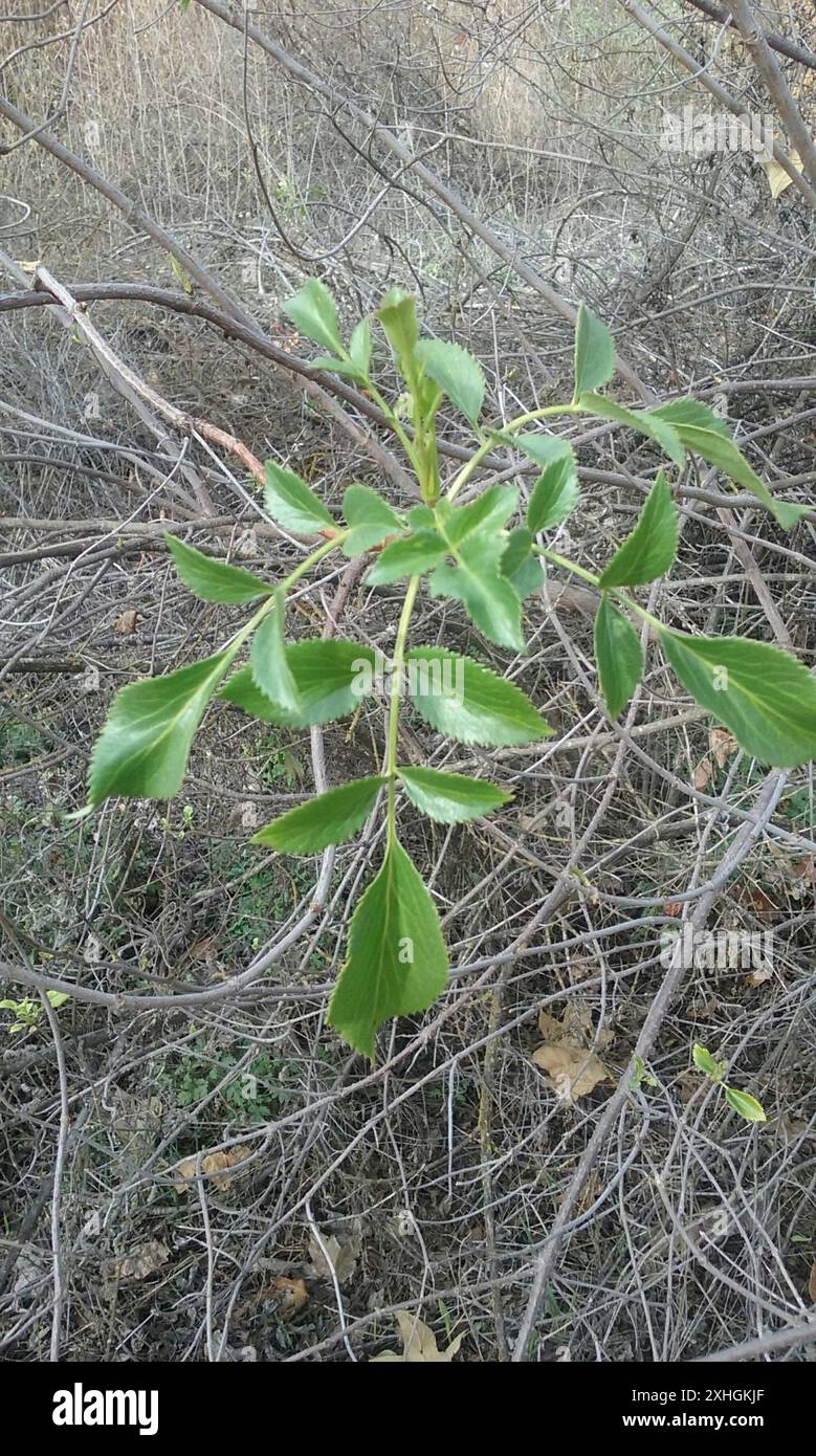 blue elder (Sambucus cerulea Stock Photo - Alamy