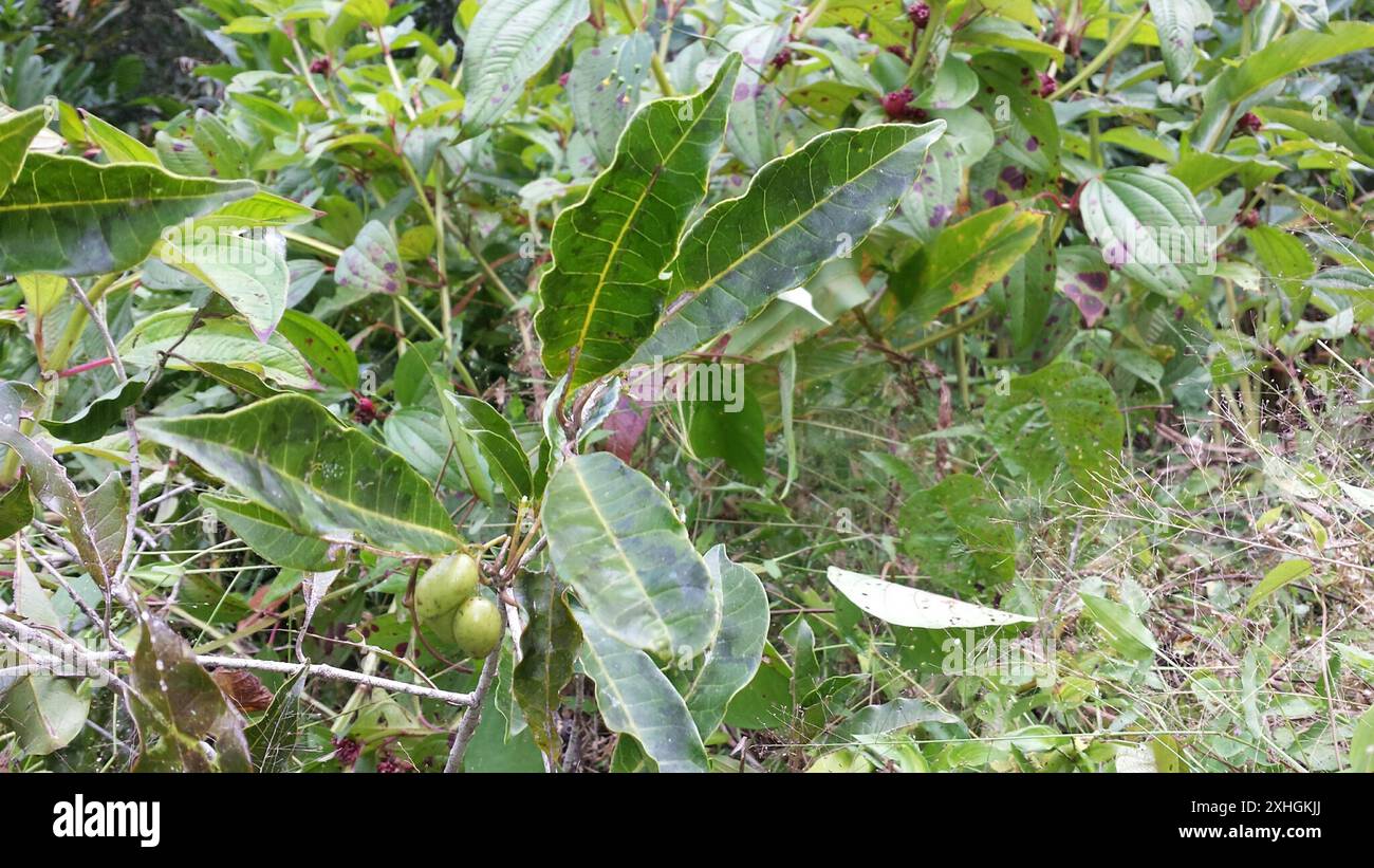 Micronychia hi-res stock photography and images - Alamy