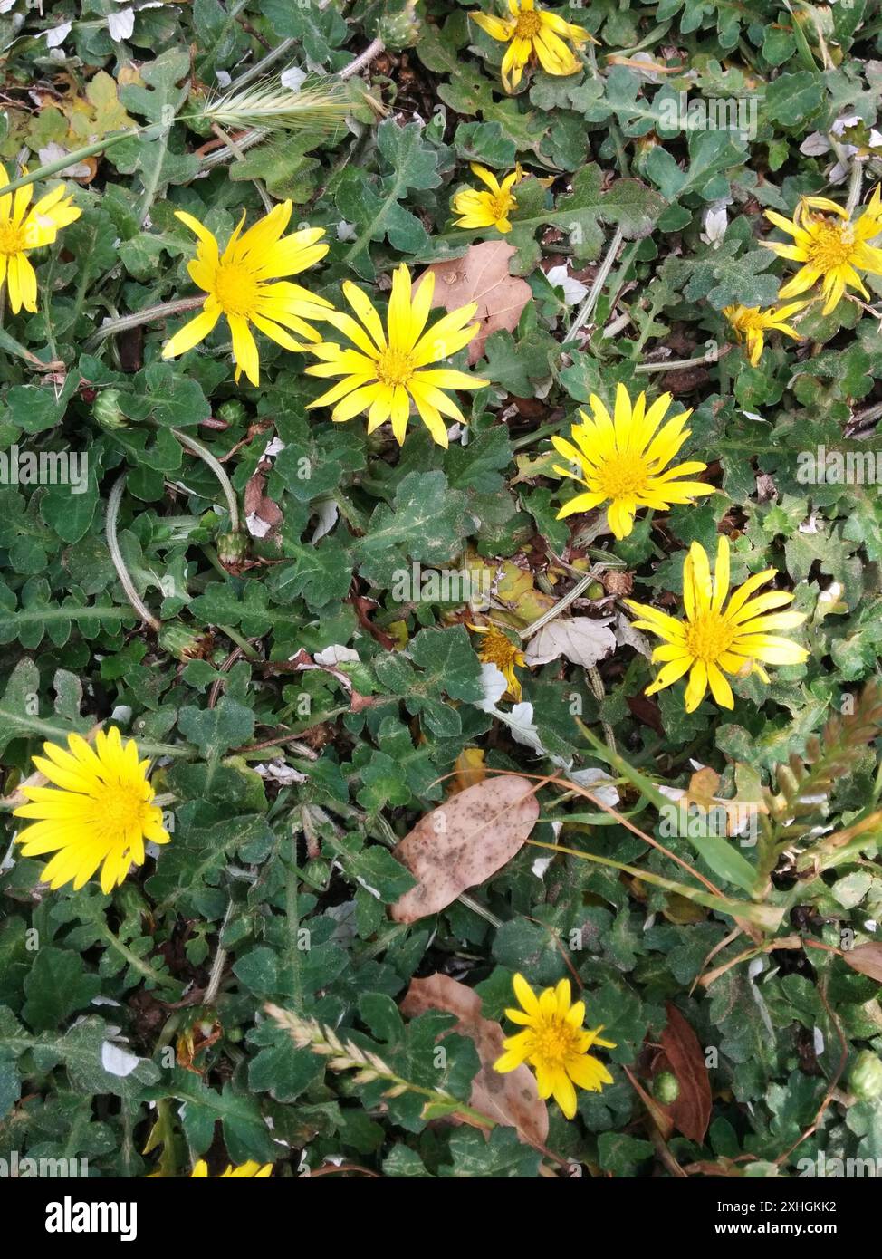 Prostrate Capeweed (Arctotheca prostrata Stock Photo - Alamy