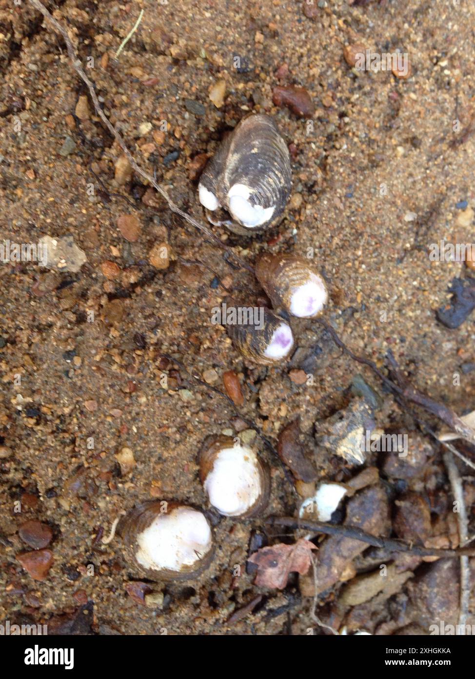 Asian Clam (Corbicula fluminea Stock Photo - Alamy