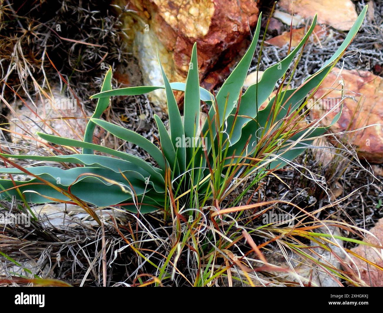 Poison-bulb (Boophone disticha Stock Photo - Alamy