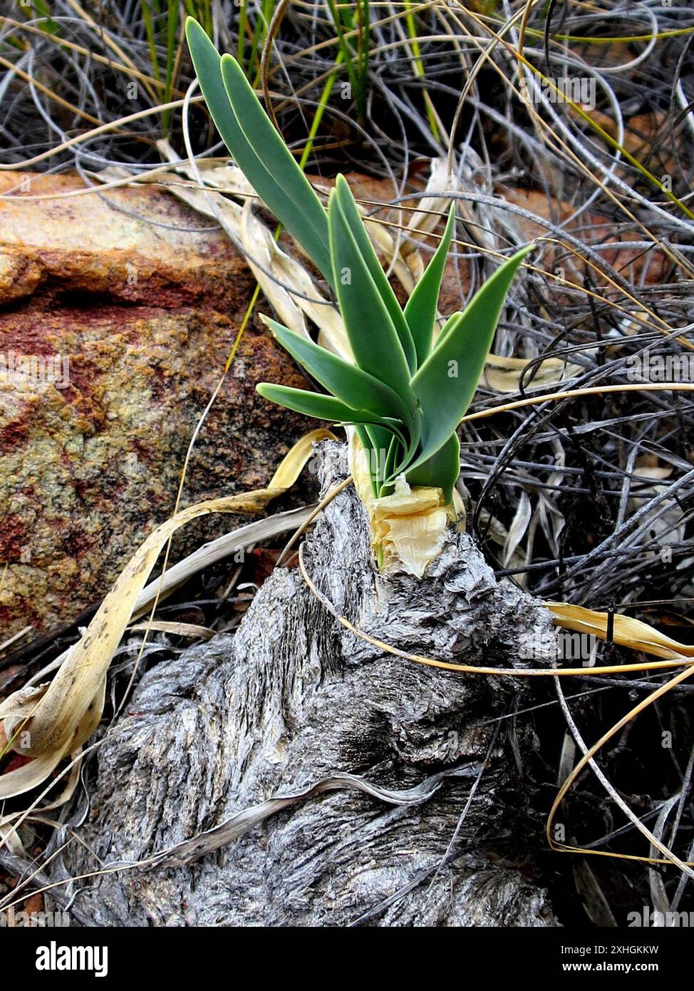 Poison-bulb (Boophone disticha Stock Photo - Alamy