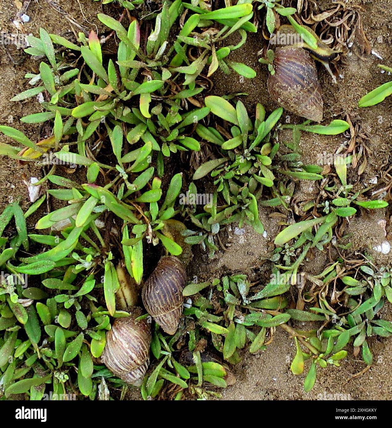 Agate snail hi-res stock photography and images - Alamy