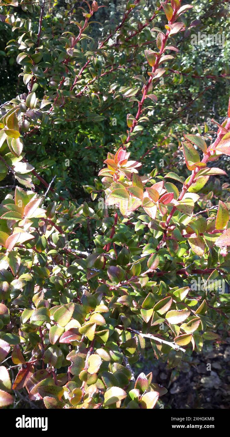 Evergreen Huckleberry (Vaccinium ovatum Stock Photo - Alamy