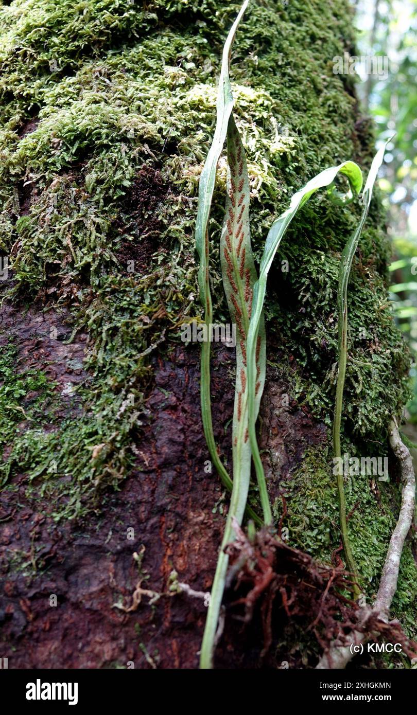 Lance Fern (Loxogramme lanceolata Stock Photo - Alamy