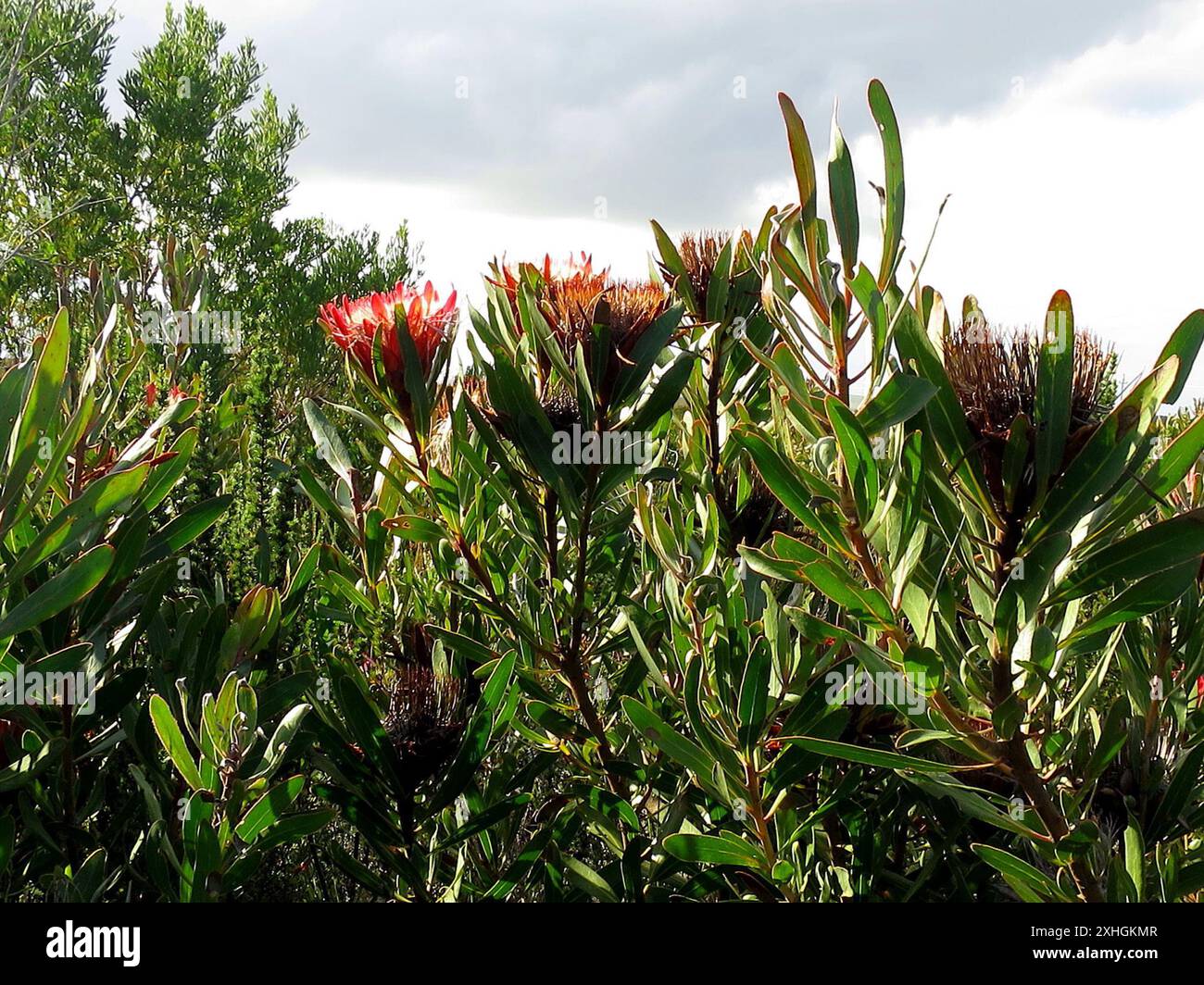 stink-leaf sugarbush (Protea susannae Stock Photo - Alamy