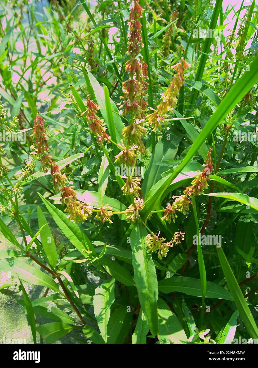swamp dock (Rumex verticillatus Stock Photo - Alamy