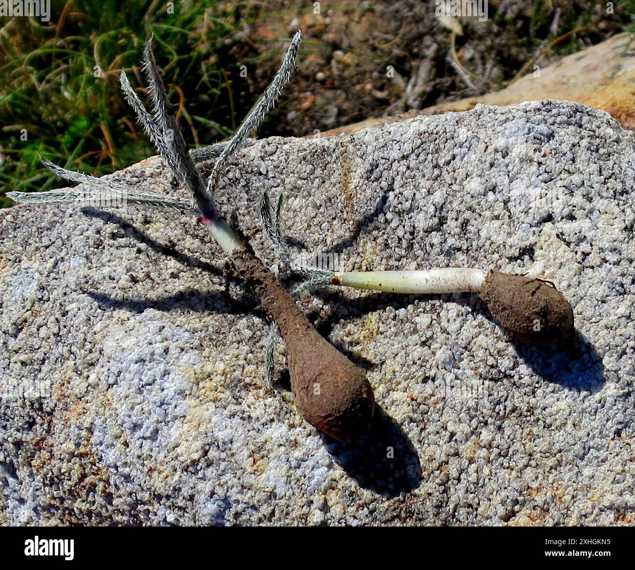 Gethyllis villosa hi-res stock photography and images - Alamy