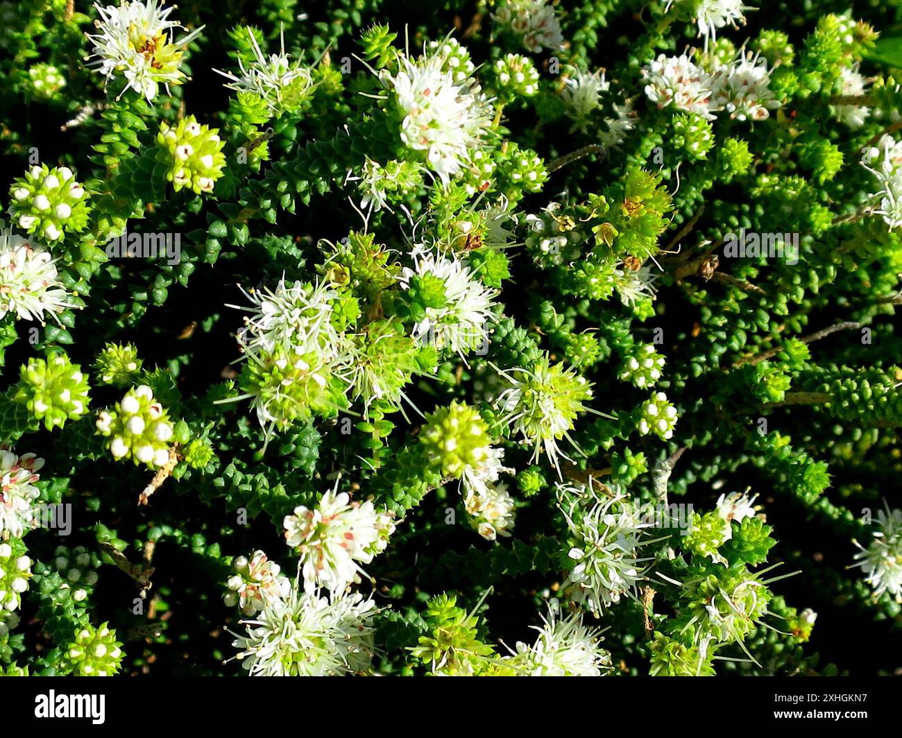 Garlic Buchu (Agathosma apiculata Stock Photo - Alamy