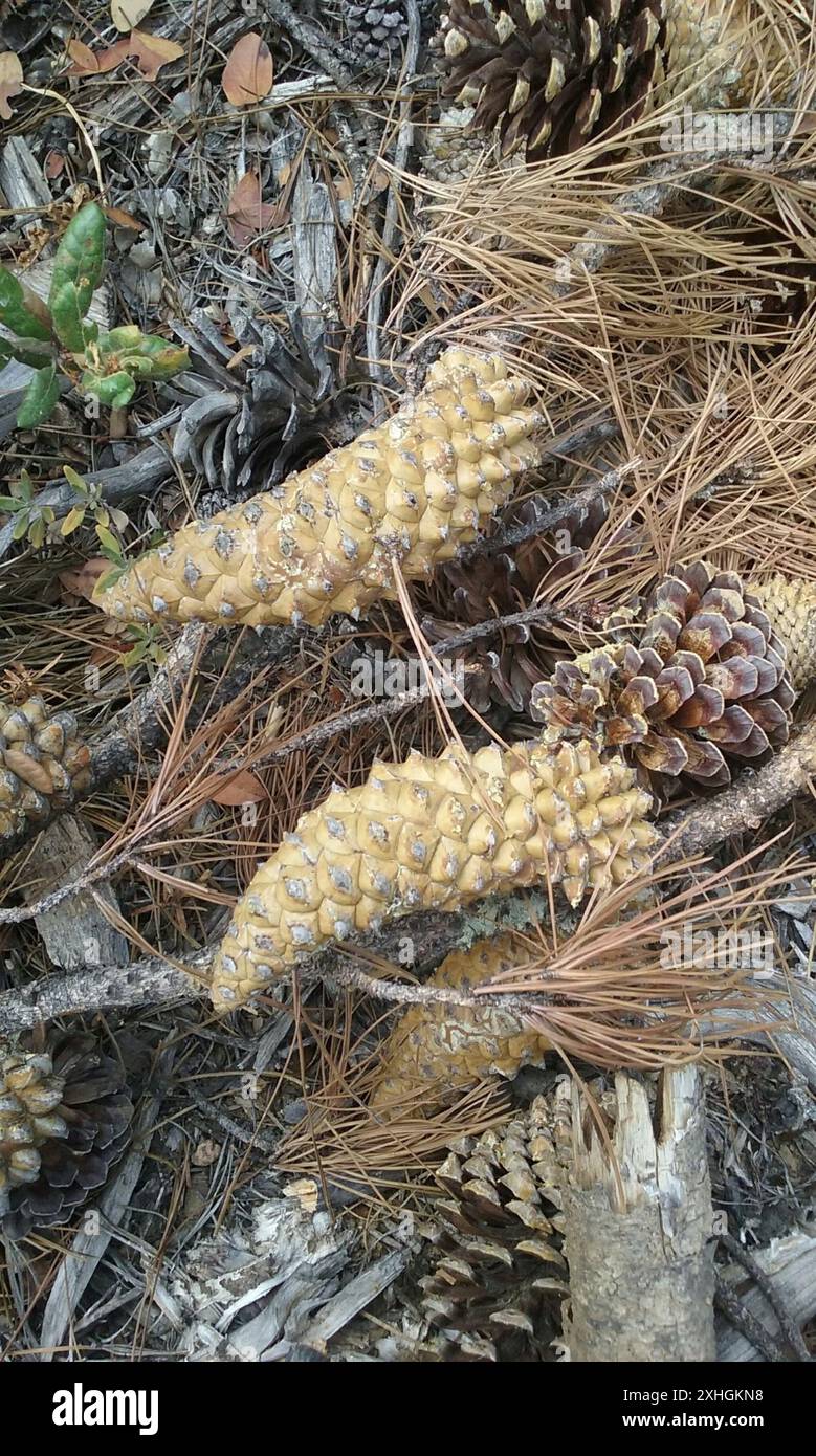 knobcone pine (Pinus attenuata Stock Photo - Alamy