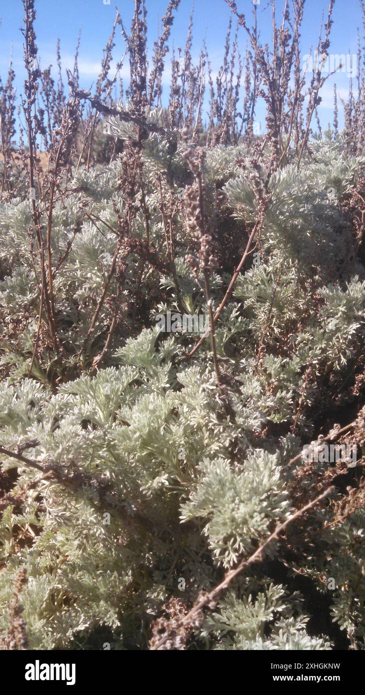 coastal sagewort (Artemisia pycnocephala Stock Photo - Alamy