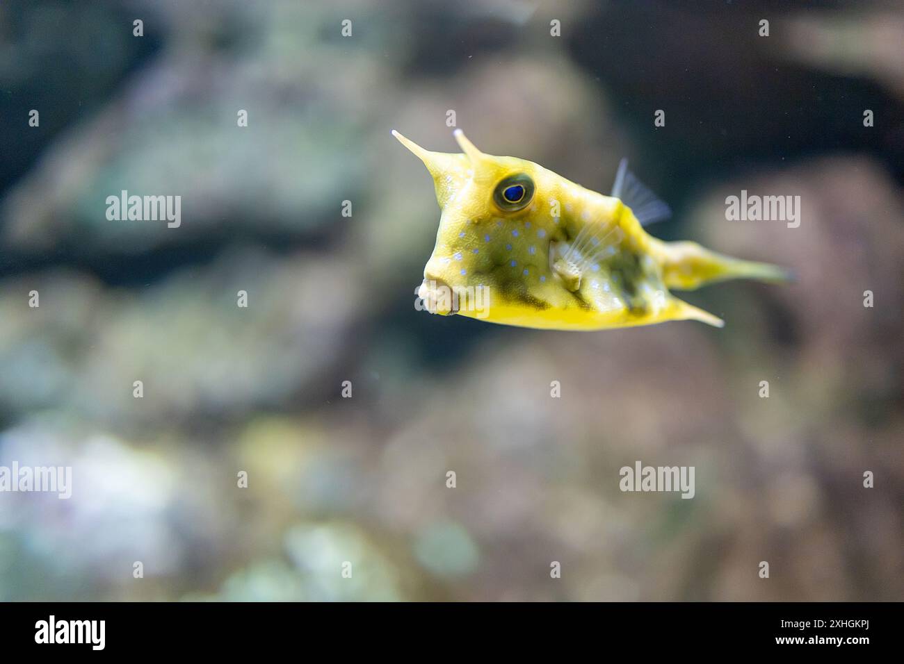 Yellow boxfish ostracion cubicus egypt hi-res stock photography and ...