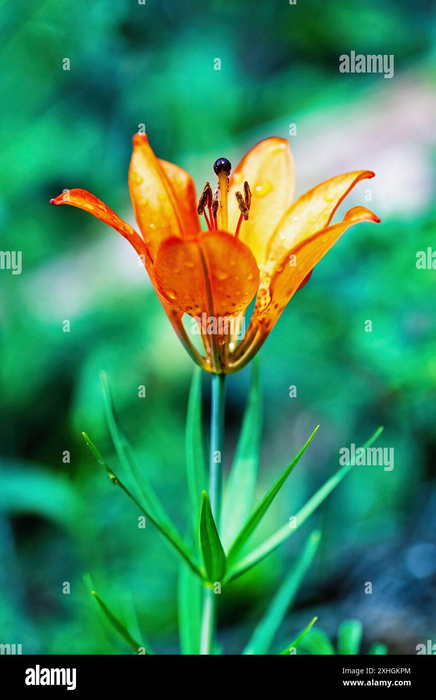 Western red lily hi-res stock photography and images - Alamy