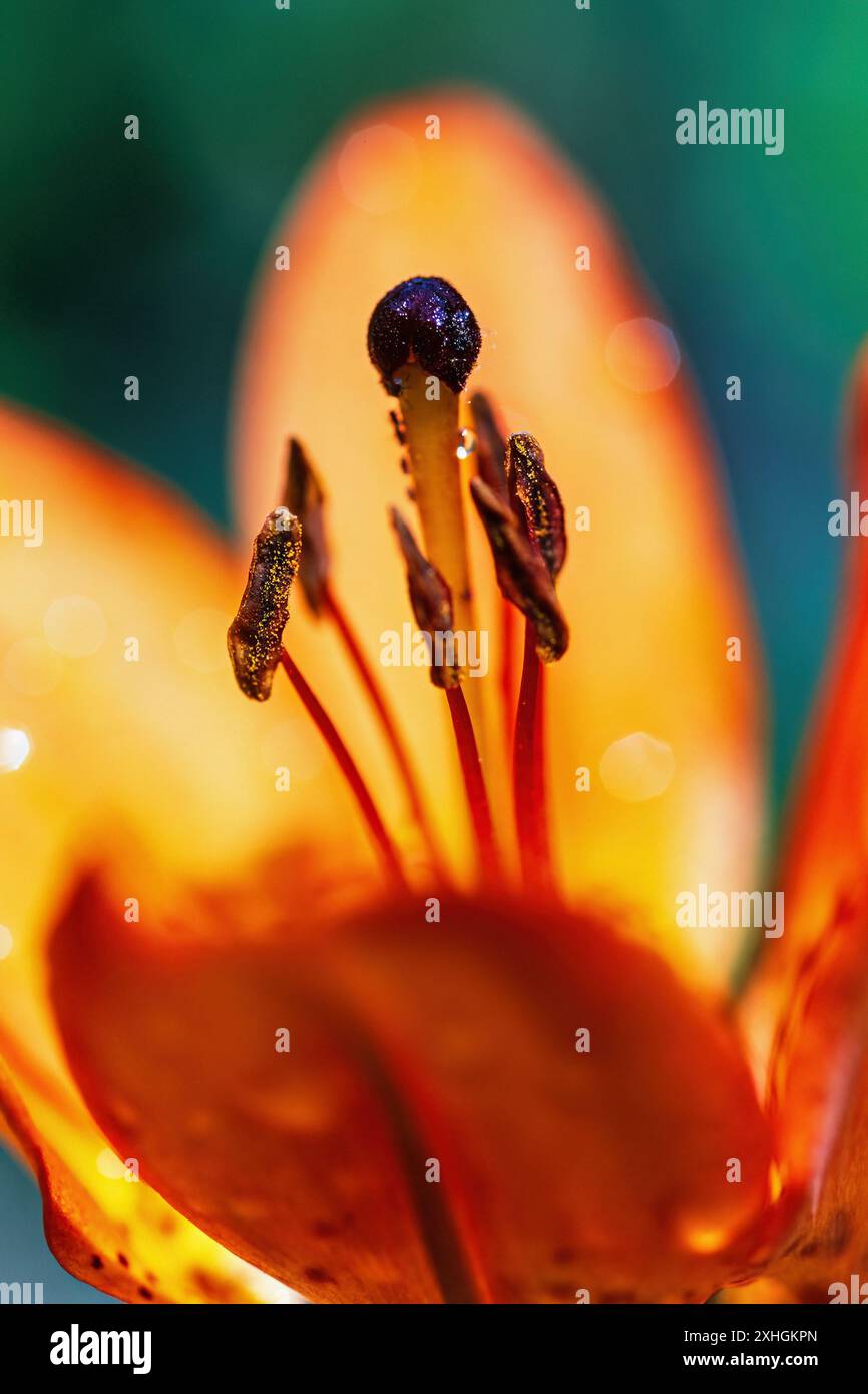 Flower pistil and pollen on a Western wood lily Stock Photo - Alamy